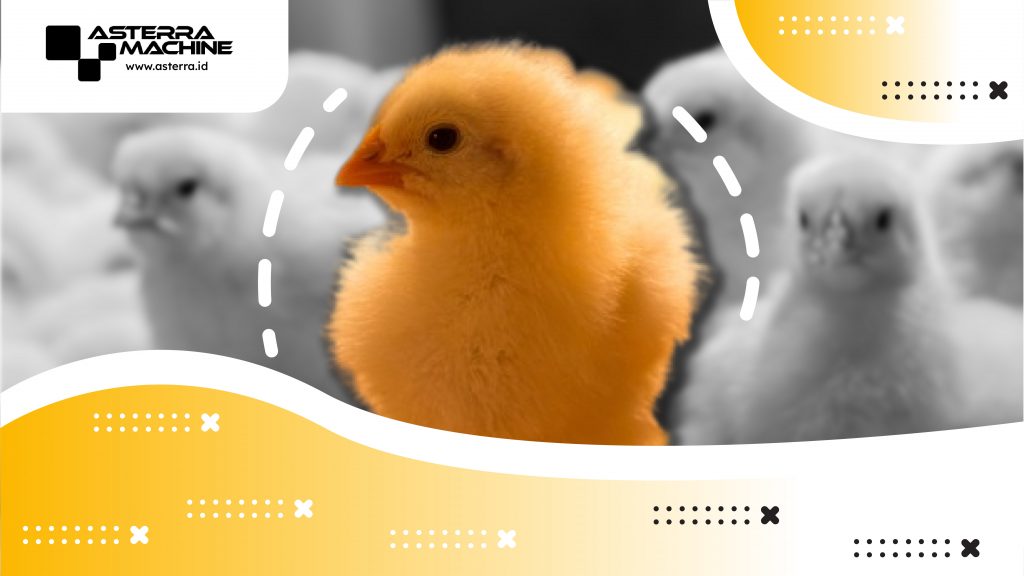 Apa itu Culling pada Ayam, Penting atau Tidak?